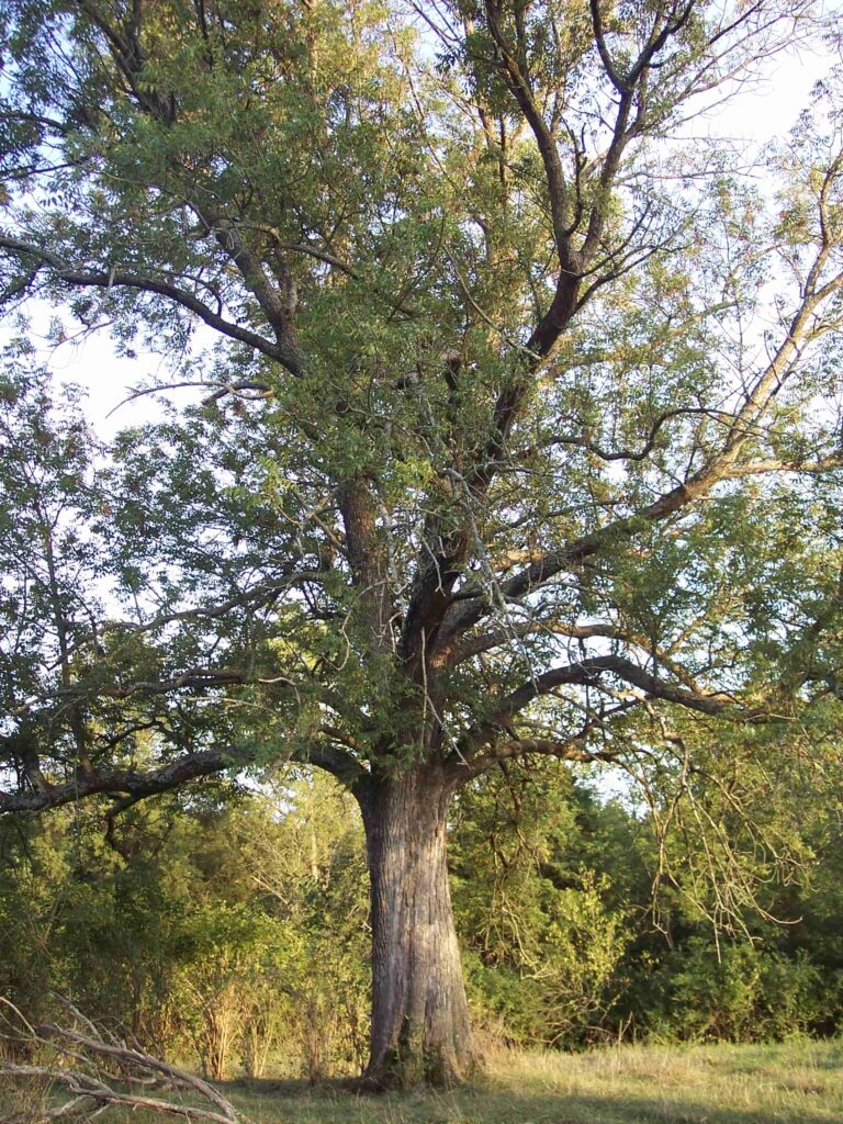 The Majestic Ash Tree: A Recognized Symbol Of Strength And Resilience