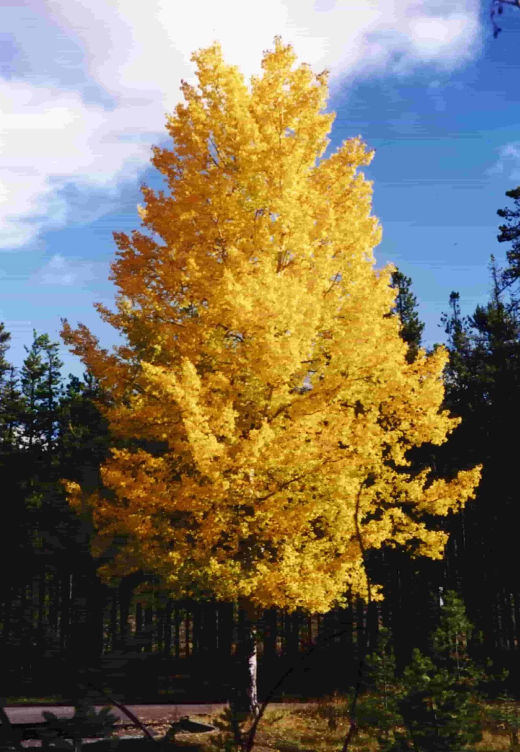 The Glorious Aspen Tree: A Symbol Of Tranquility And Renewal - Natures Zone