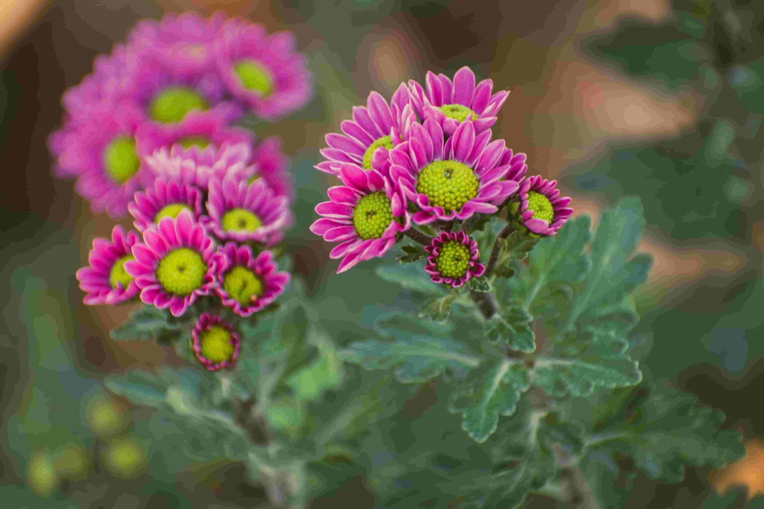 Chrysanthemums: A Comprehensive Guide To Growing And Caring For These ...