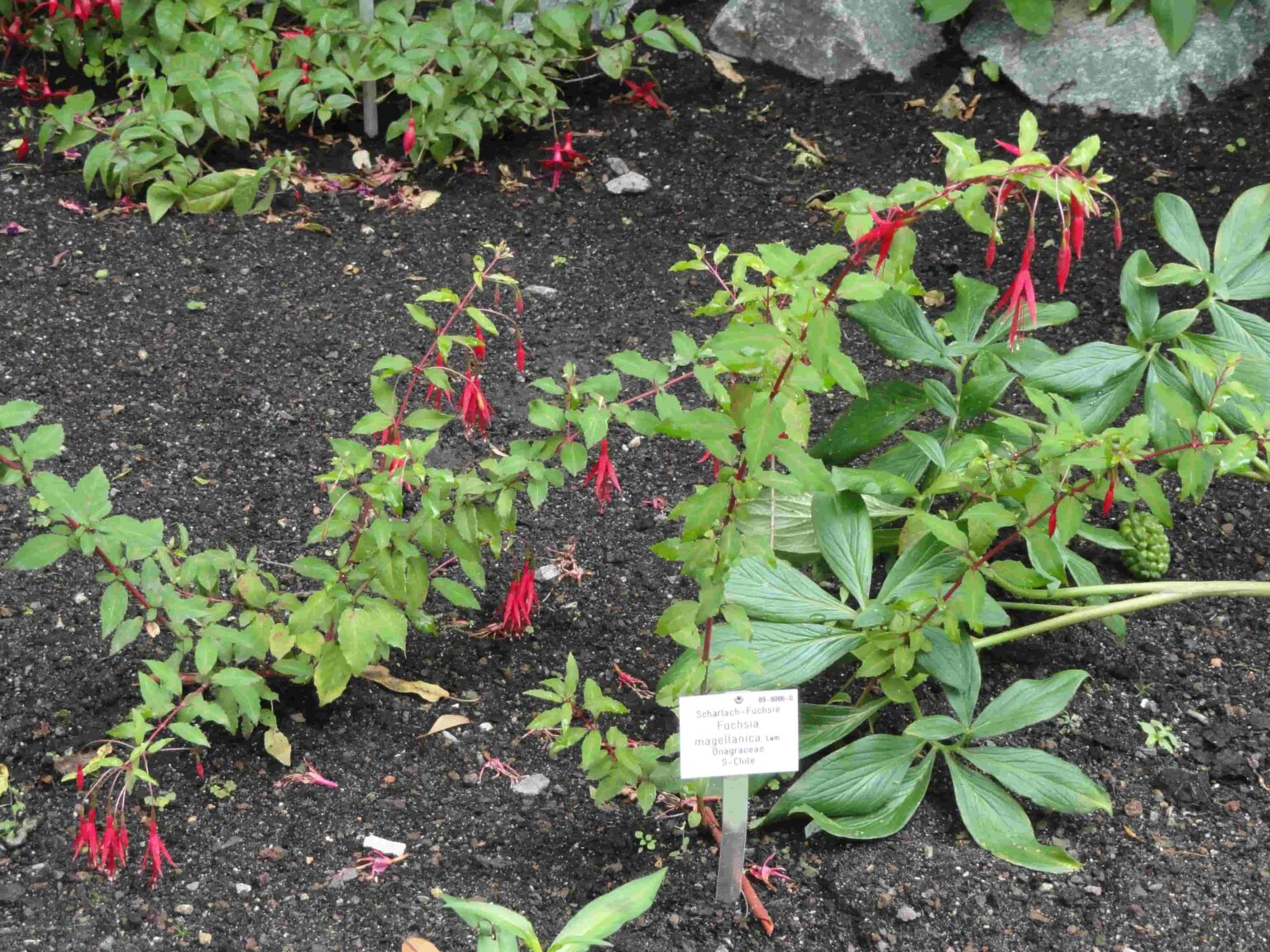 Fuchsias: A Beautiful And Delicate Flower For Your Garden - Natures Zone
