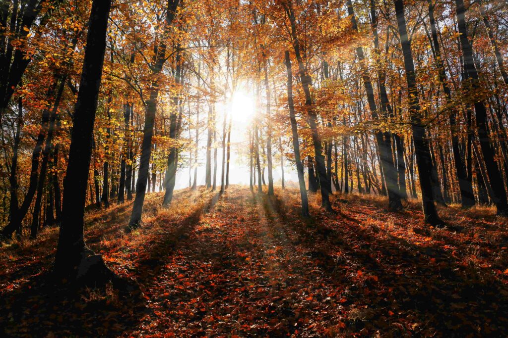 Unveiling The Beauty Of Deciduous Forests - Natures Zone