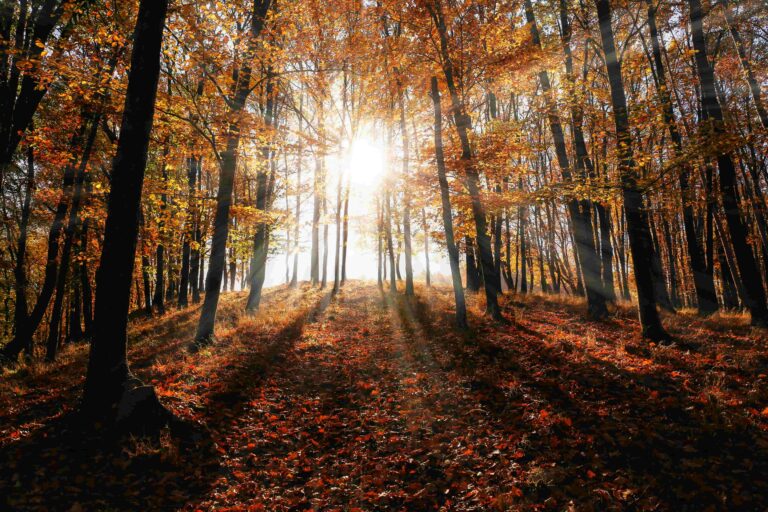 Unveiling The Beauty Of Deciduous Forests - Natures Zone